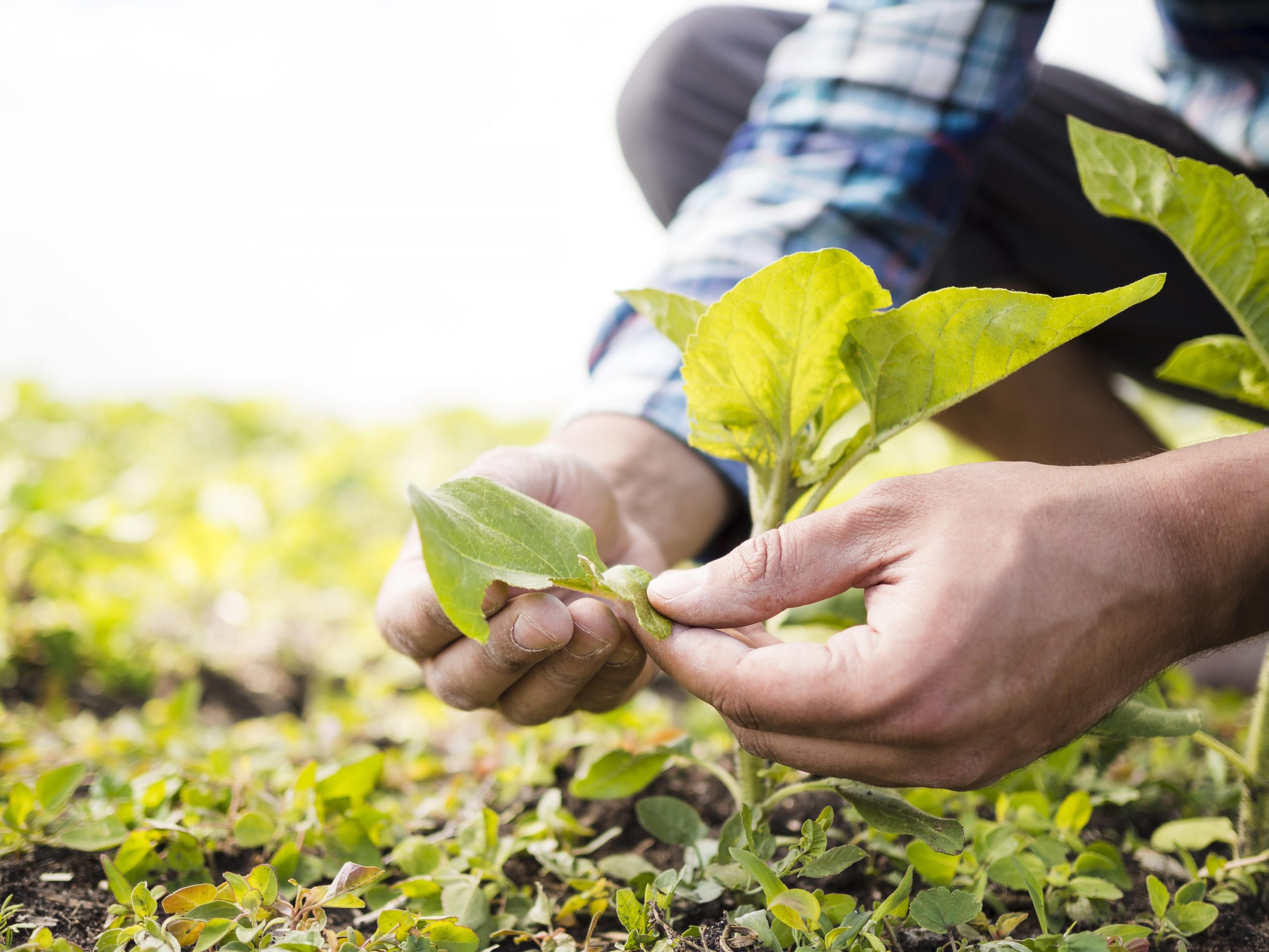 ¿qué Es La Agricultura Ecológica Blog Lamastore